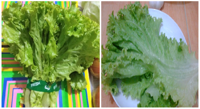 Suka Makan Sayuran Selada?? Ini Dia Manfaat Luar Biasa Sayuran Selada ...