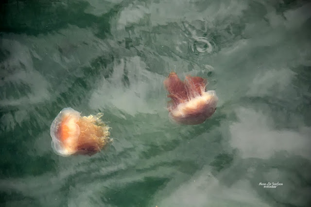 Mina bilder ...: Maneter