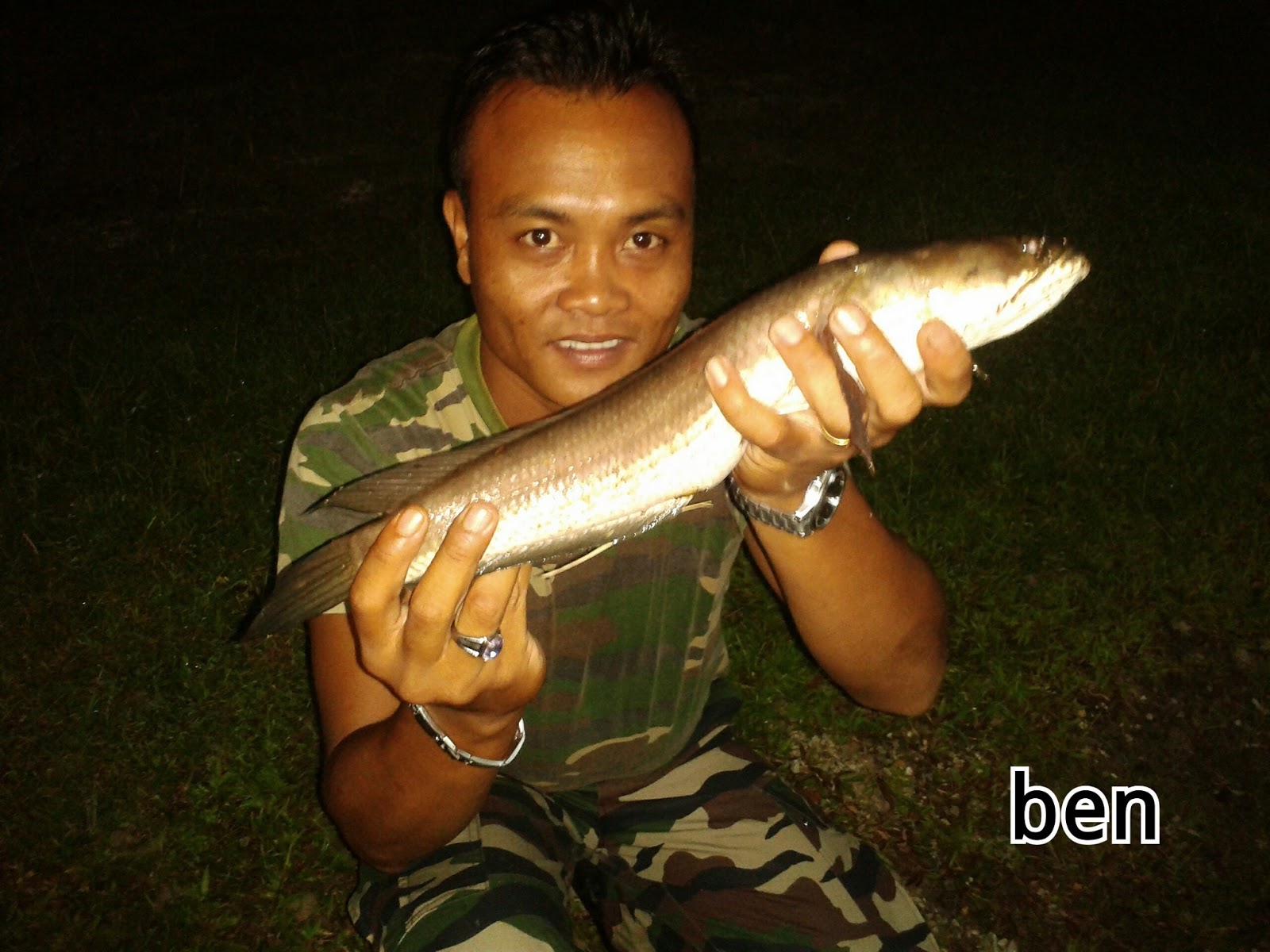 Channidae family of snakehead fish: IKAN BUJUK DAN IKAN HARUAN ( SNAKEHEAD)