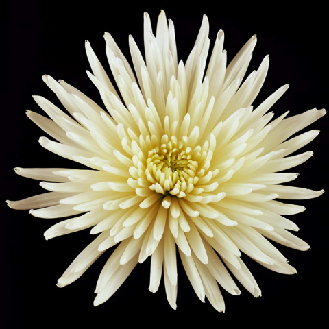 Photos by Tim: Imogen Cunningham - Still life research