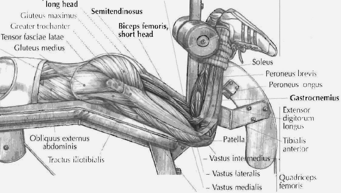Bodybuilding & Fitness: Exercitii tonifiere muschii fesieri la DumsilGym