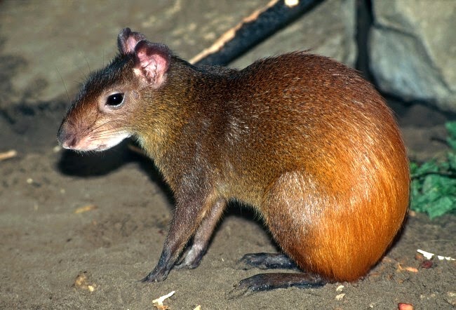 All Animals: Agouti,Profile,Latest News,Photos