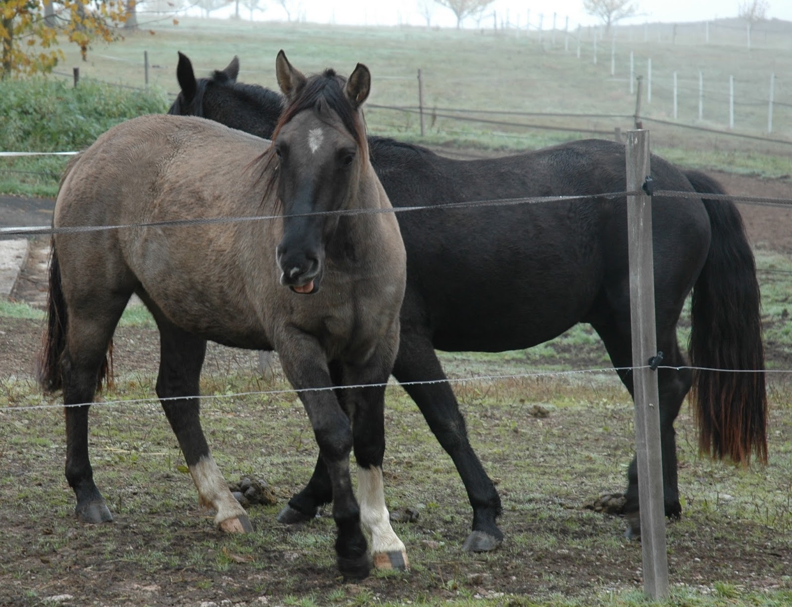 CRIOLLOS MAGICO élevage de CRIOLLOS pure race en France en Alsace ...