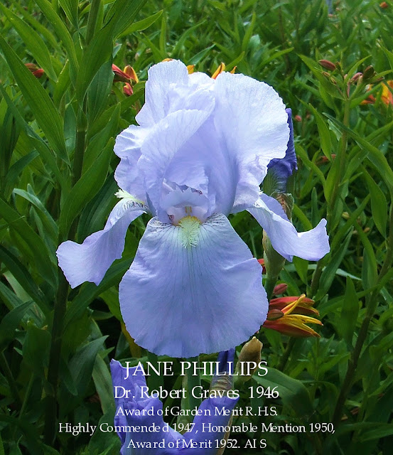 Tall Bearded Iris JANE PHILLIPS ~ HERITAGE IRISES