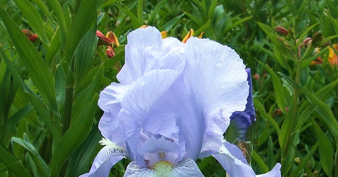 Tall Bearded Iris JANE PHILLIPS ~ HERITAGE IRISES