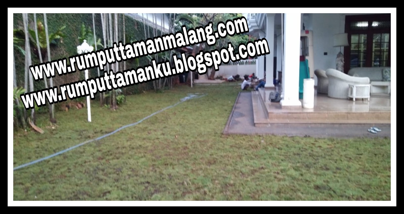 Harga jual rumput manila zoysia matrella di Jakarta April Tahun 2023 ...