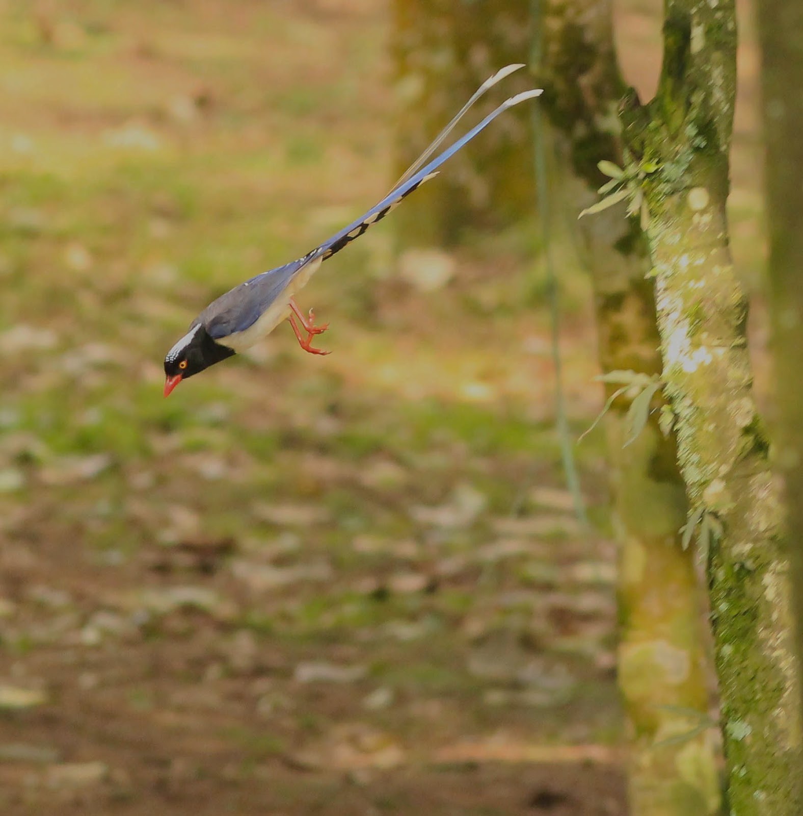 Vietnam Bird News: Ba Vi National Park
