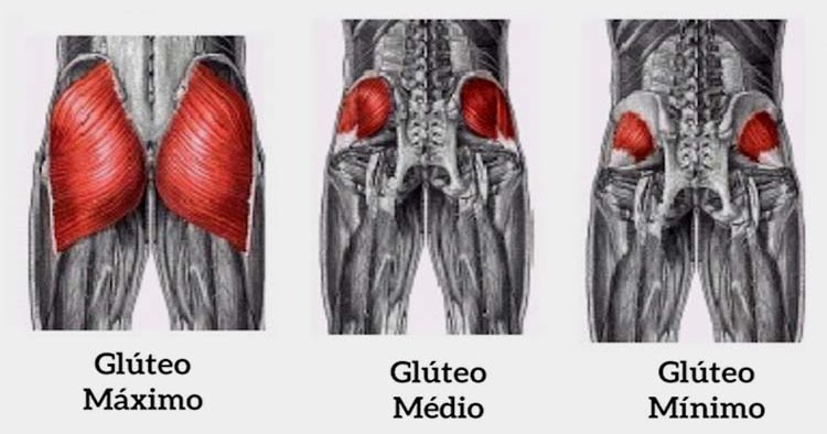 Anatomía de los músculos : Músculo del tren inferior