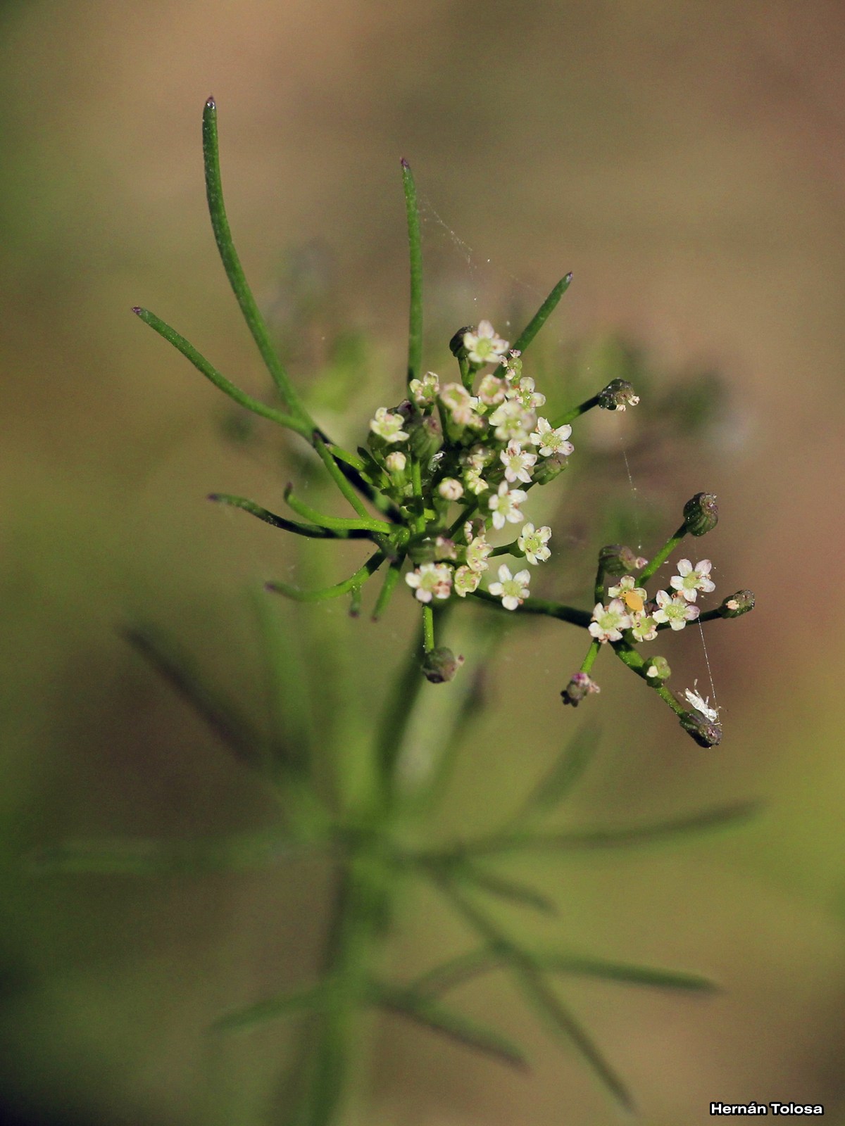 Flora Bonaerense: Apio cimarrón (Cyclospermum leptophyllum)