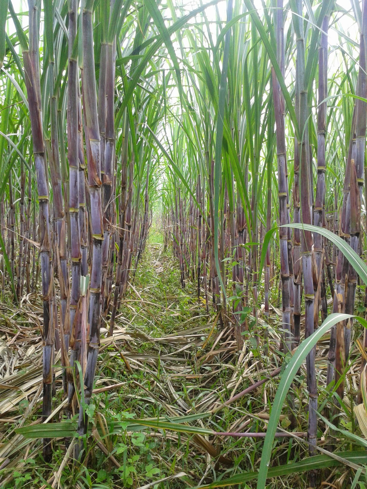 Agropolita: BUDIDAYA TEBU SEBAGAI USAHA YANG MENARIK