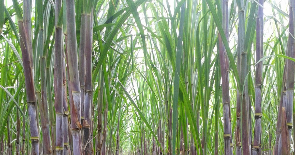 Agropolita: BUDIDAYA TEBU SEBAGAI USAHA YANG MENARIK