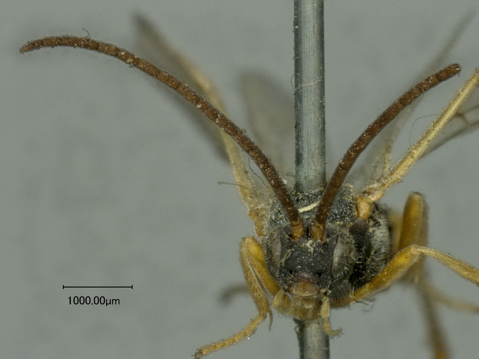 BRACONID WASPS, CATERPILLARS, AND BIOCONTROL: Canadian Microgastrinae ...