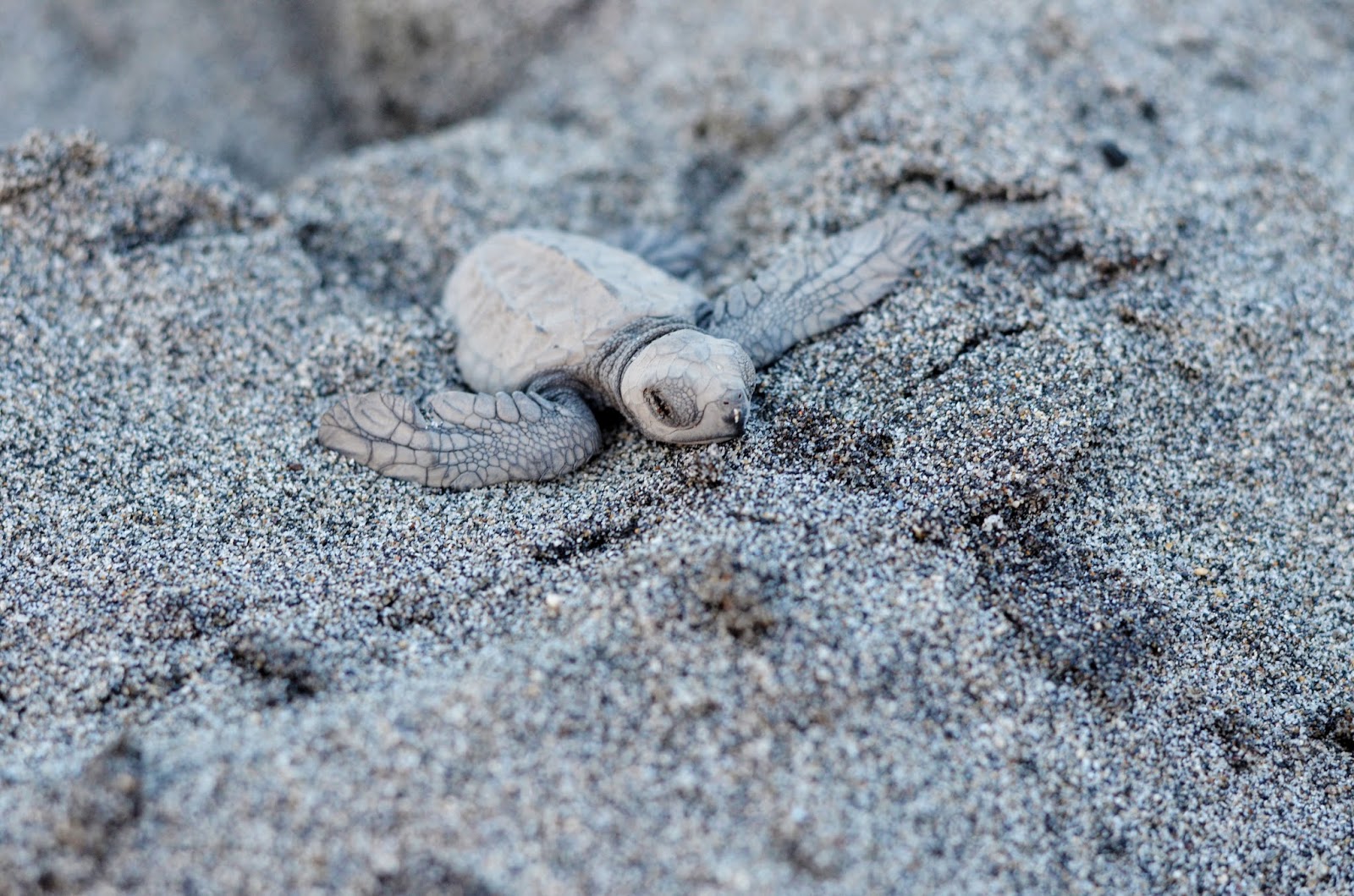H E L L O ♥ K I M M Y : Pawikan Conservation Center - Morong, Bataan