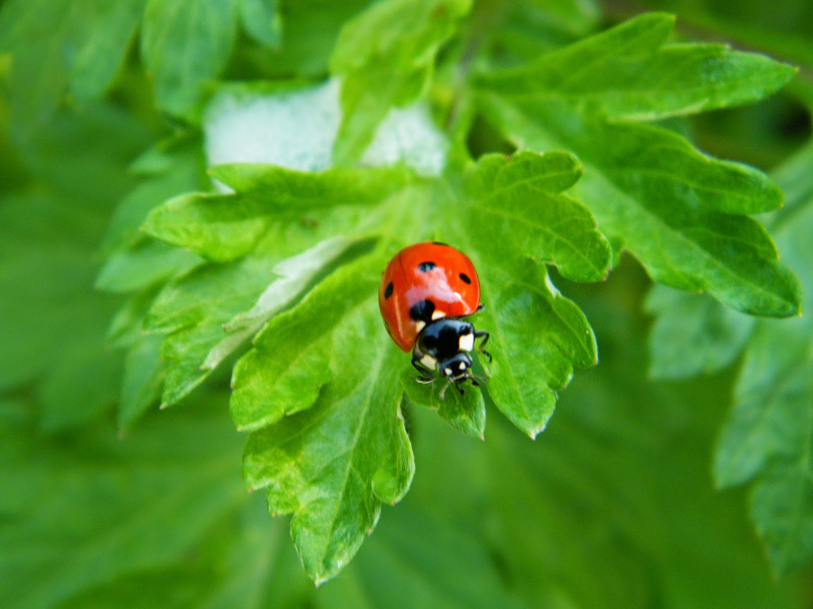 IL MIO BLOG IN UNO ZAINO: LA COCCINELLA