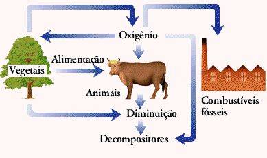 Biologia de Gaia: Ciclos Biogeoquímicos - Ciclo do Oxigênio