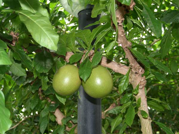 Técnicas para Artesanías en Totumo: Técnicas para Artesanías en Totumo