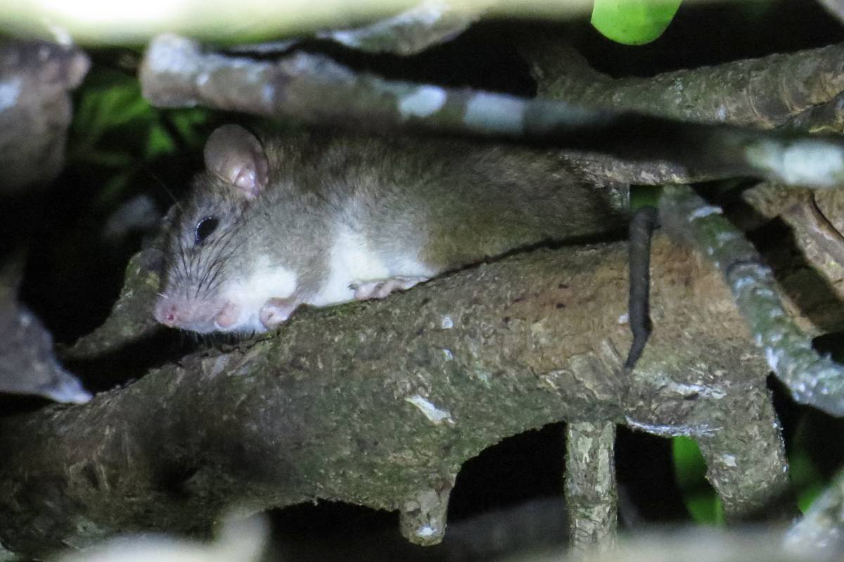 Queensland Coast: Water mouse (Xeromys myoides), a predator of crabs