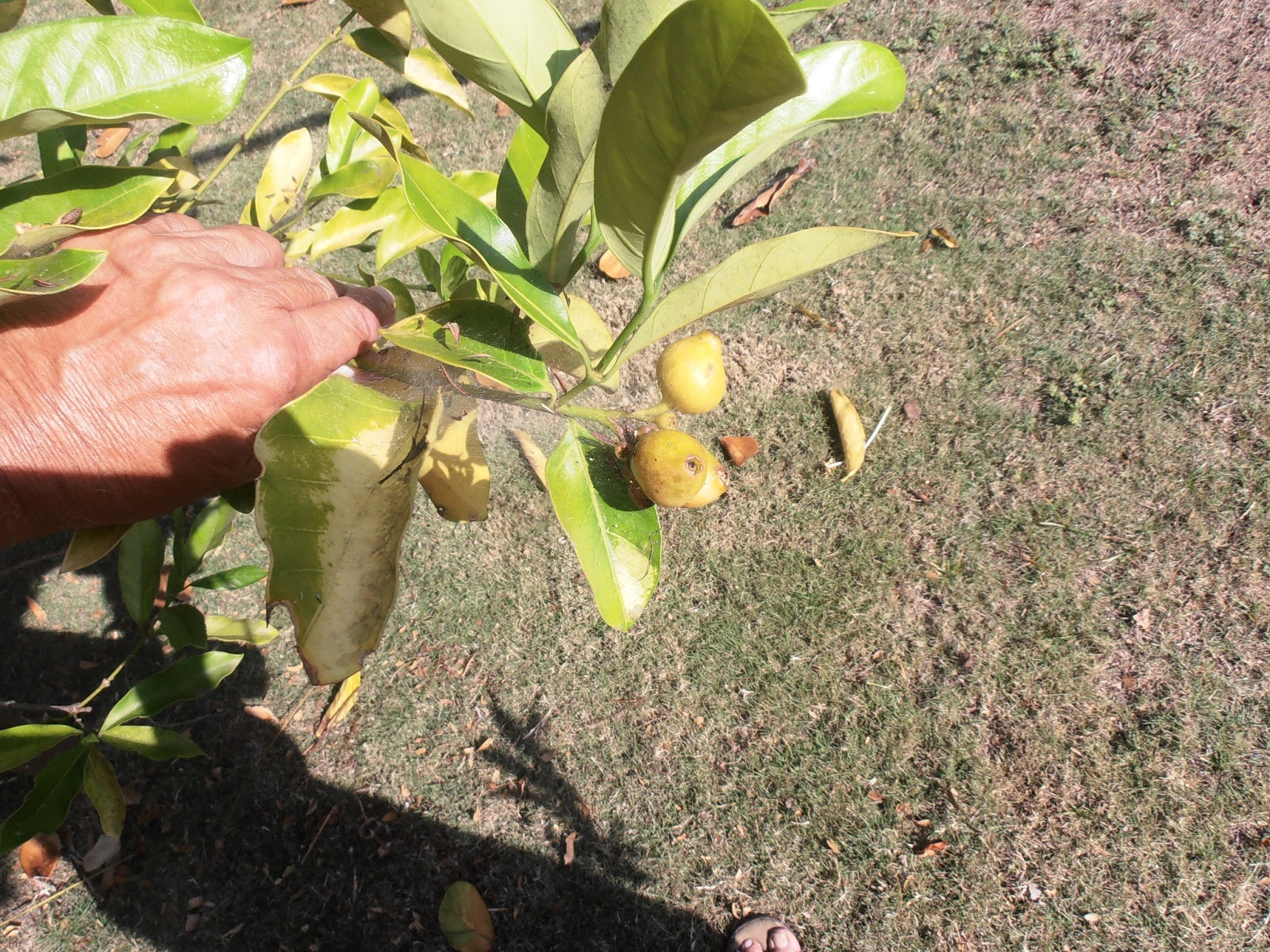 Flora de Puerto Rico Ilustrada Papo Vives: RUBIACEAE Posoqueria latifolia