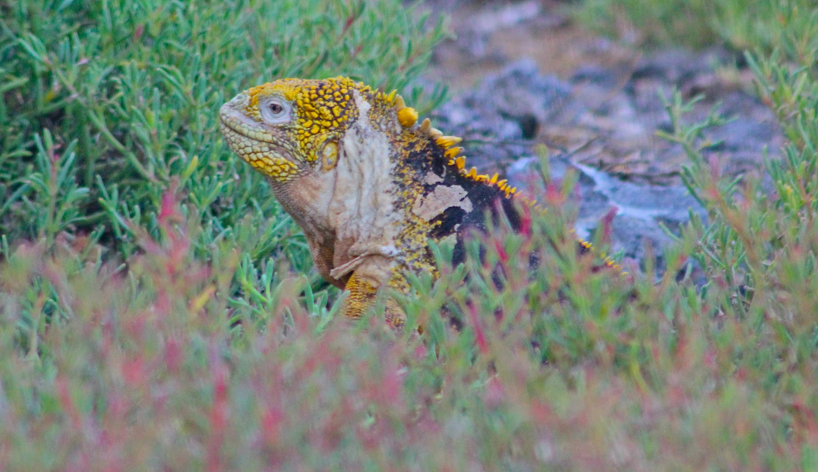 Nature Photography: Galapagos Reptiles & Turtles