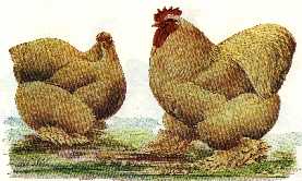 Gaini de rasa: Informatii despre gaini