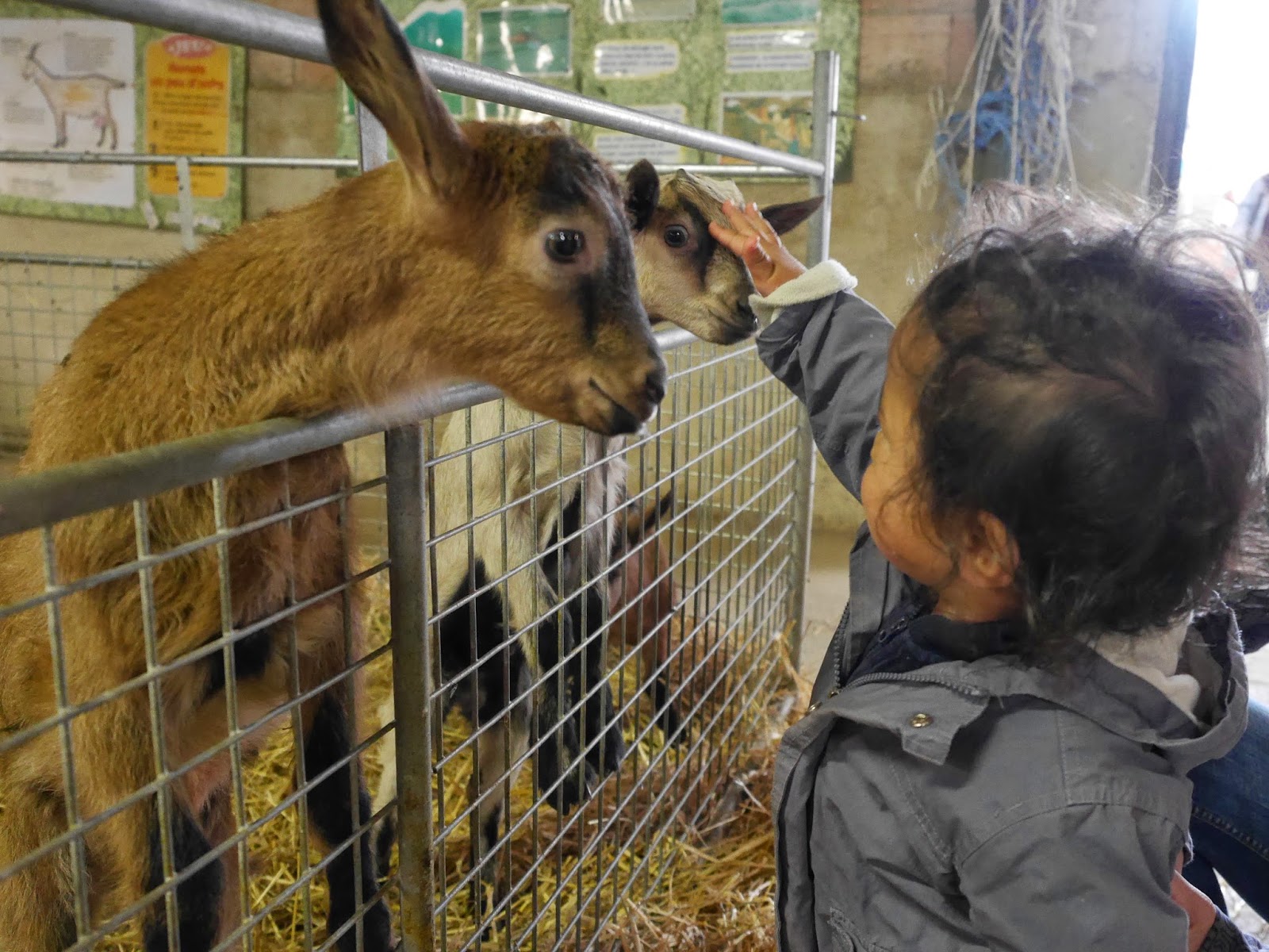 Pileus: de ferme en ferme… de biquette en biquette