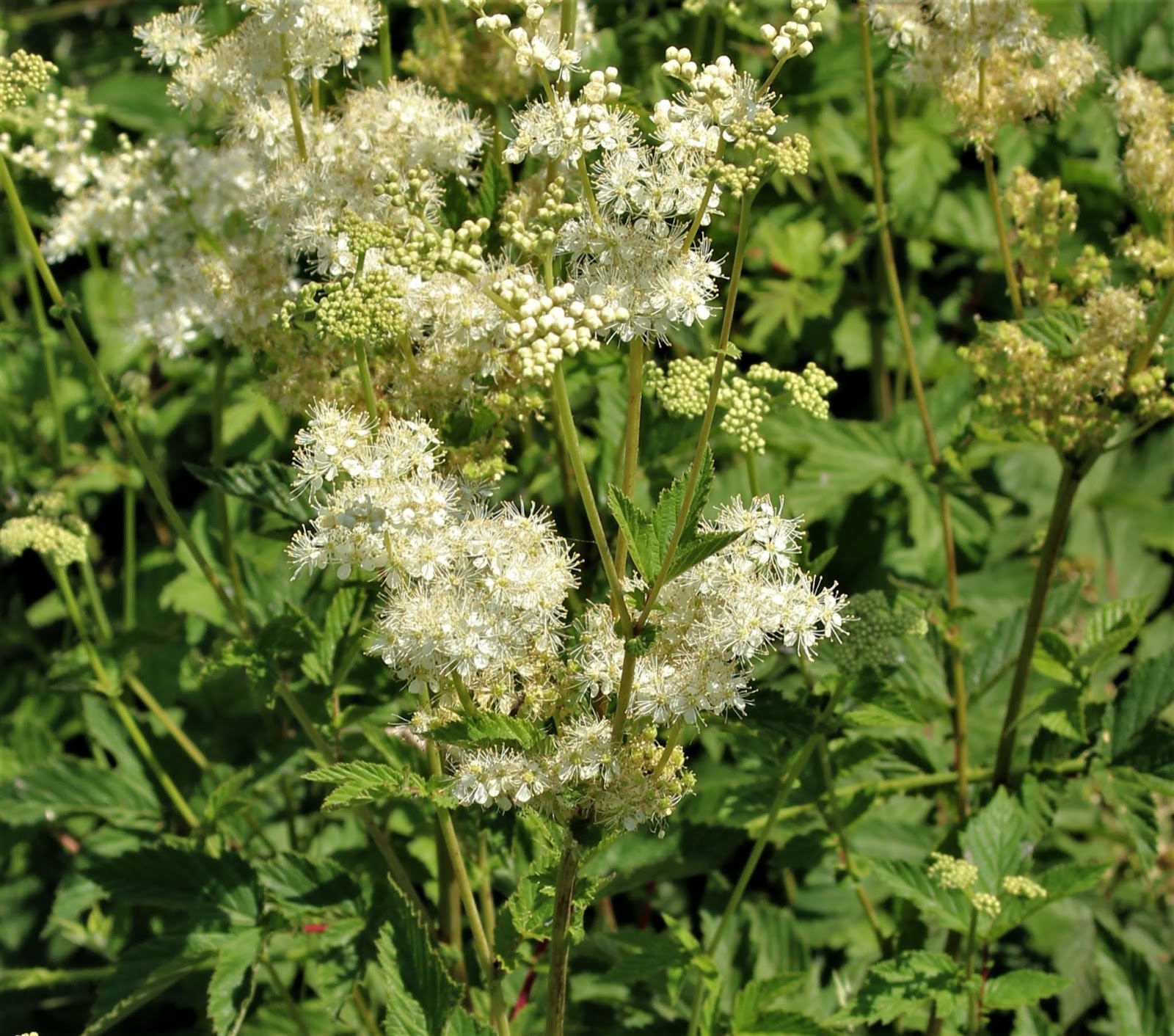 Plantas: Beleza e Diversidade: Ulmária (Filipendula ulmaria)