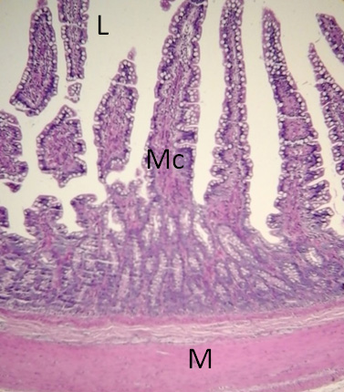 Manual interactivo de morfología celular: Morfología de células fusiformes