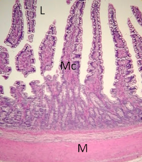 Manual interactivo de morfología celular: Morfología de células fusiformes