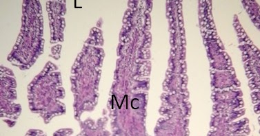 Manual interactivo de morfología celular: Morfología de células fusiformes