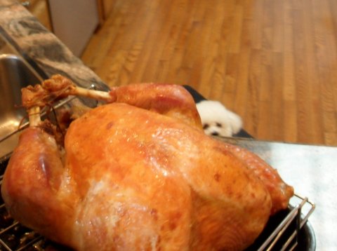 silvieon4: Wordless Wednesday: Big Chicken named after a country. The vigil