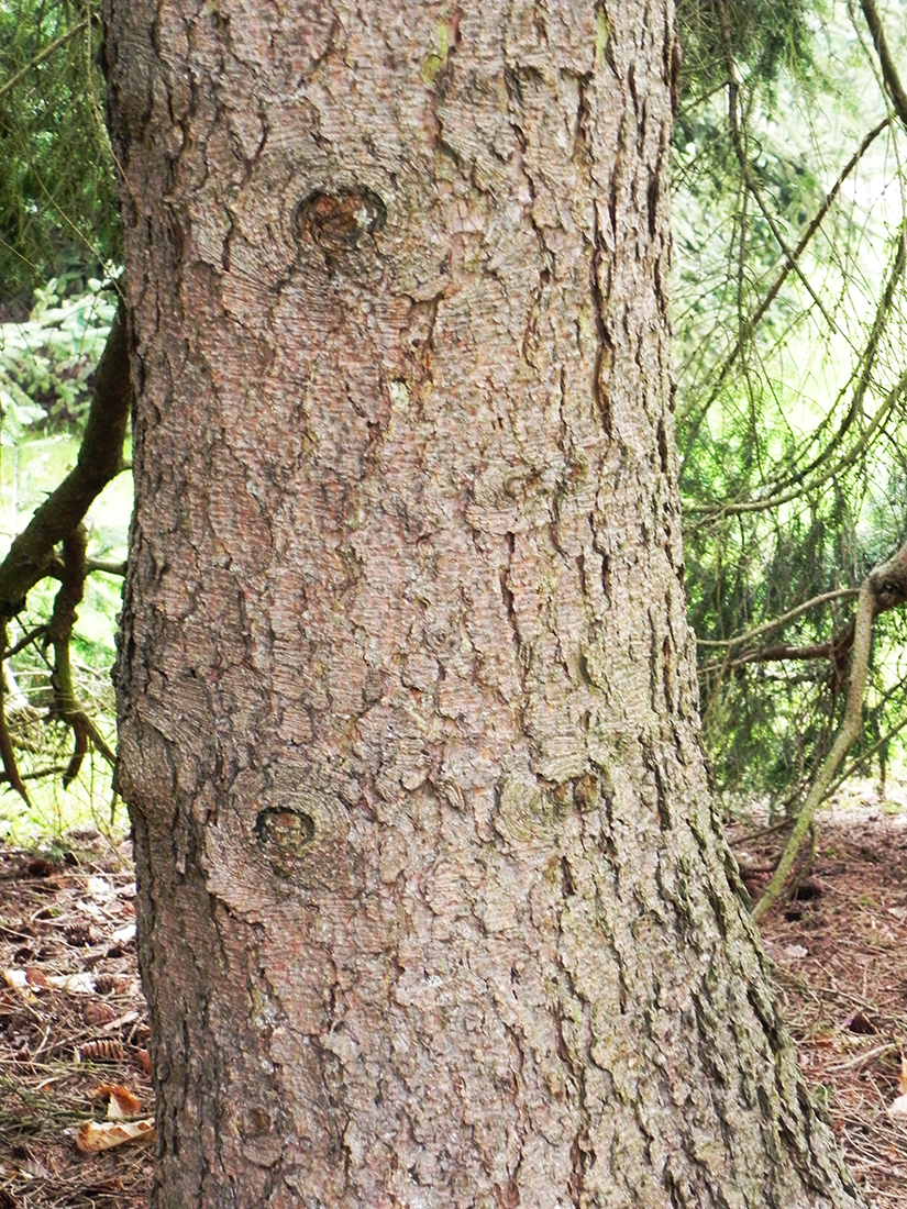 Á R B O L E S (T R E E S) y P A L M E R A S (P A L M S): Picea wilsonii ...