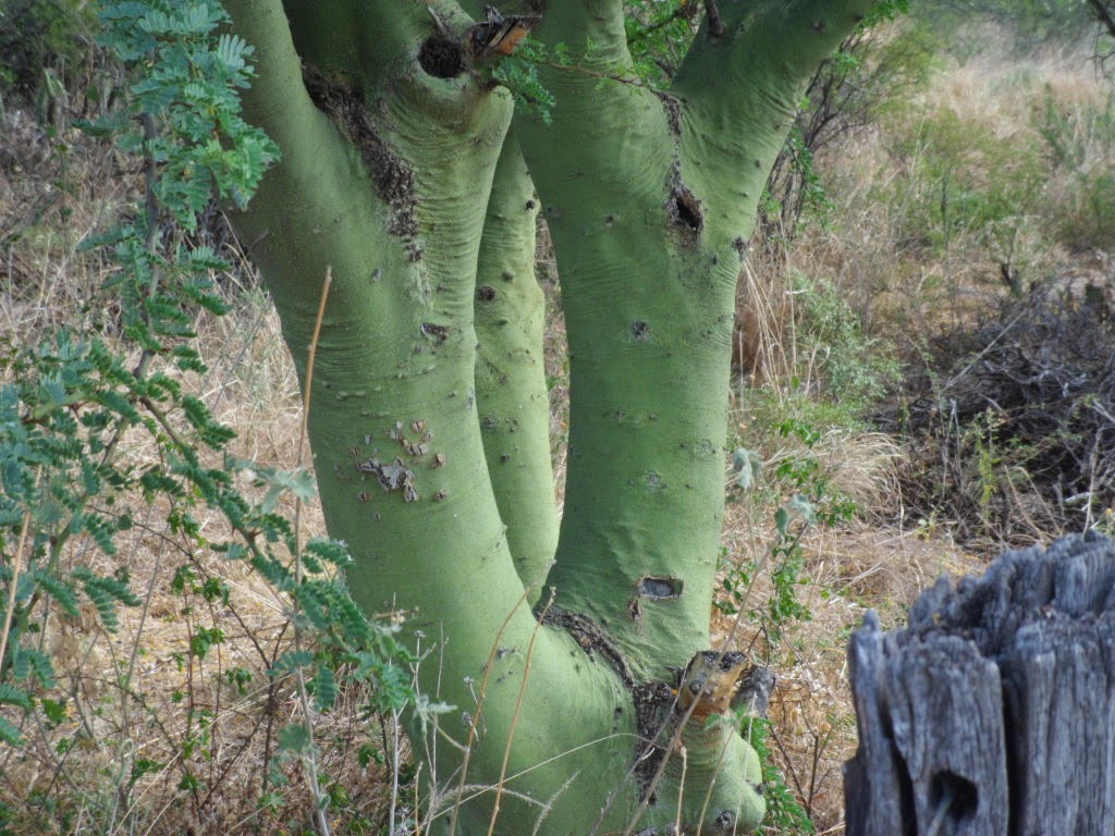 Argentina nativa: Brea (Parkinsonia praecox)