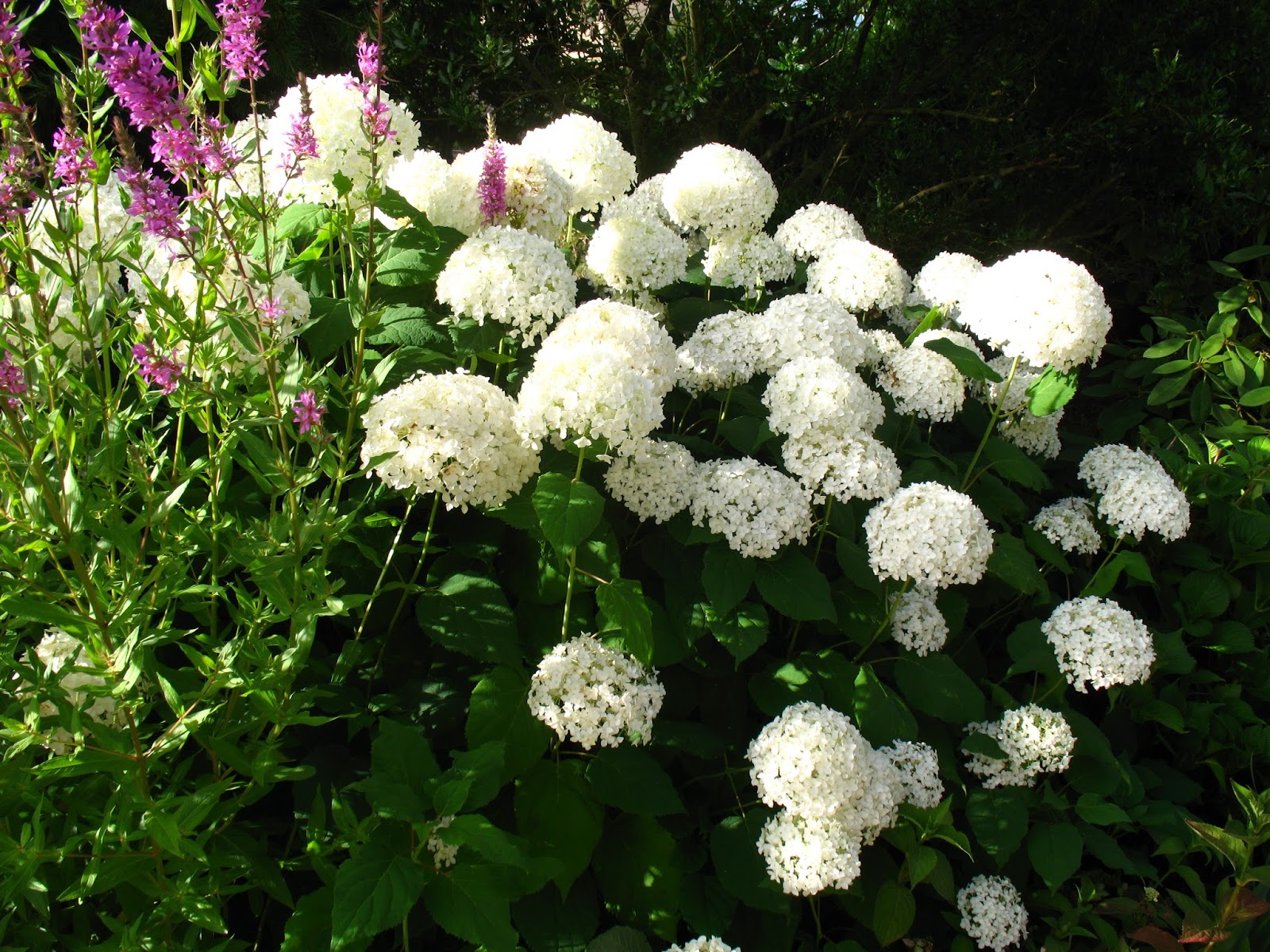 Roses du jardin Chêneland: "Annabelle" un hydrangéa généreux