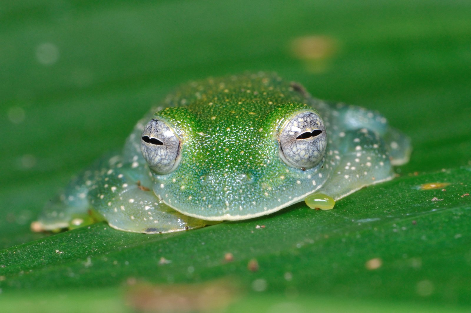 More Costa Rican Frogs! | the pace of nature