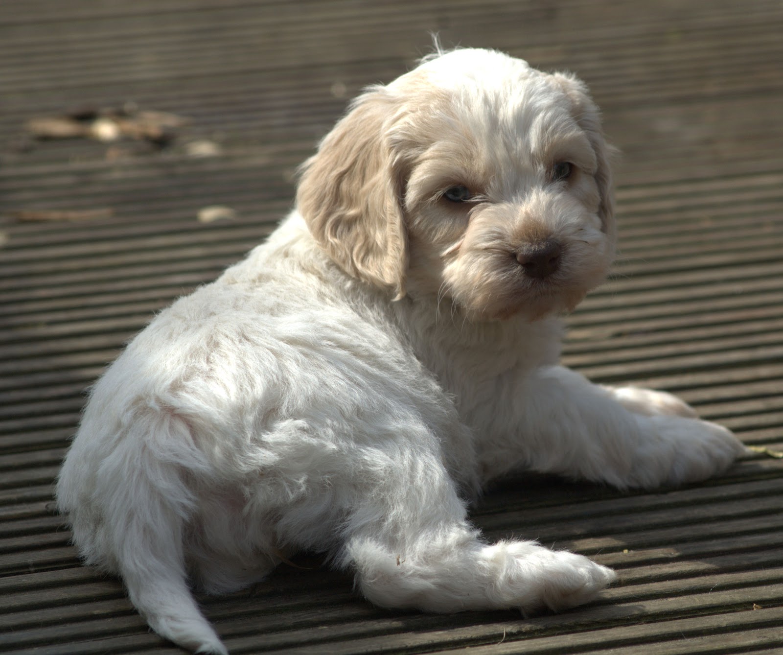 Jukee Doodles : Puppy Gallery