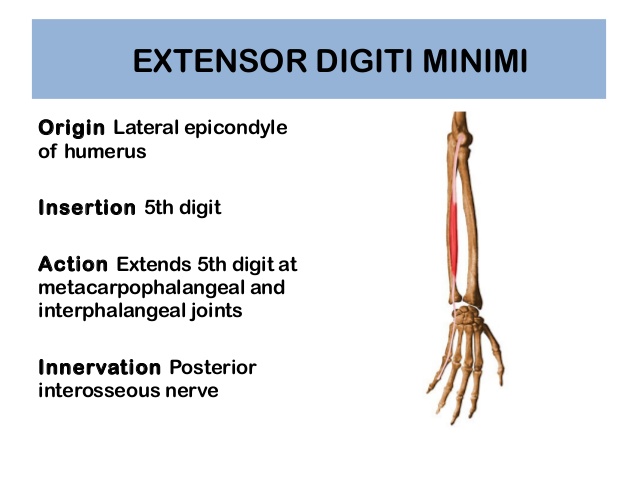 Extensor Digiti Minimi Hand