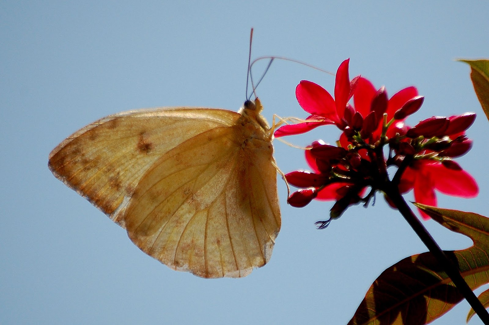 Field Notes and Photos: Florida Fall Butterflies