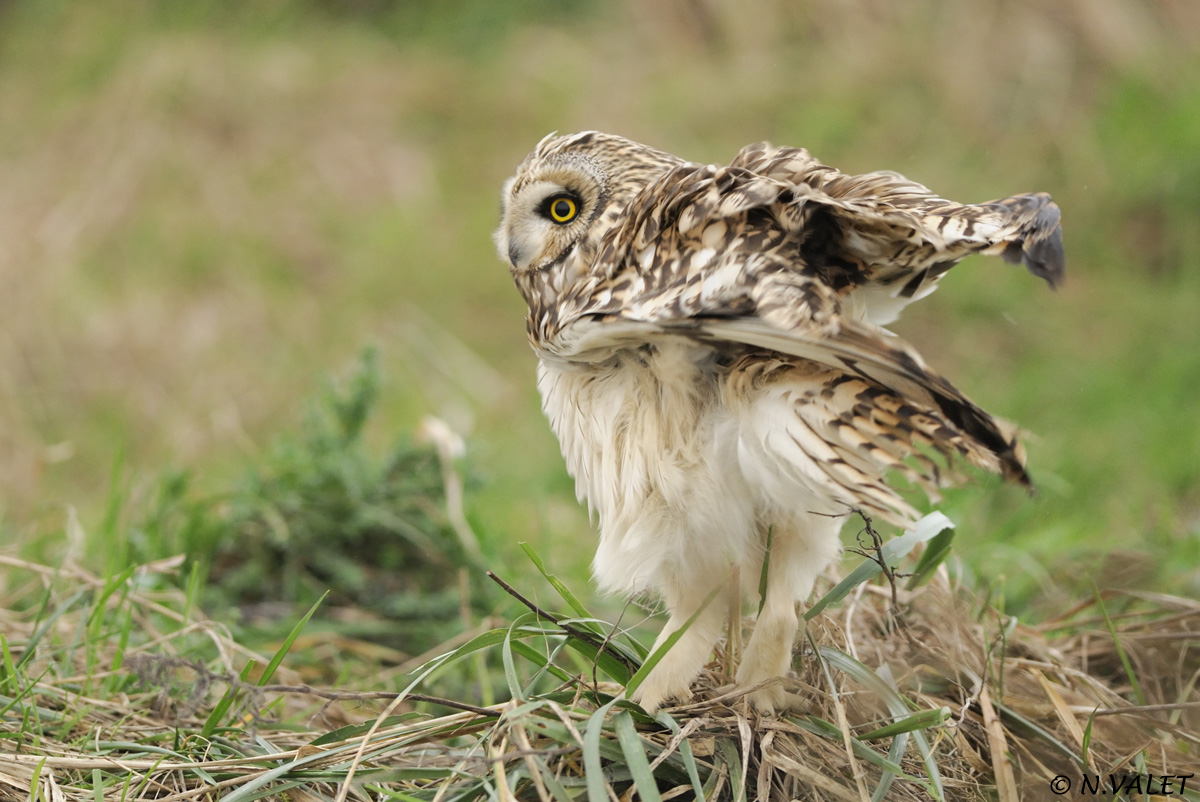 Fauneo: Hibou des marais