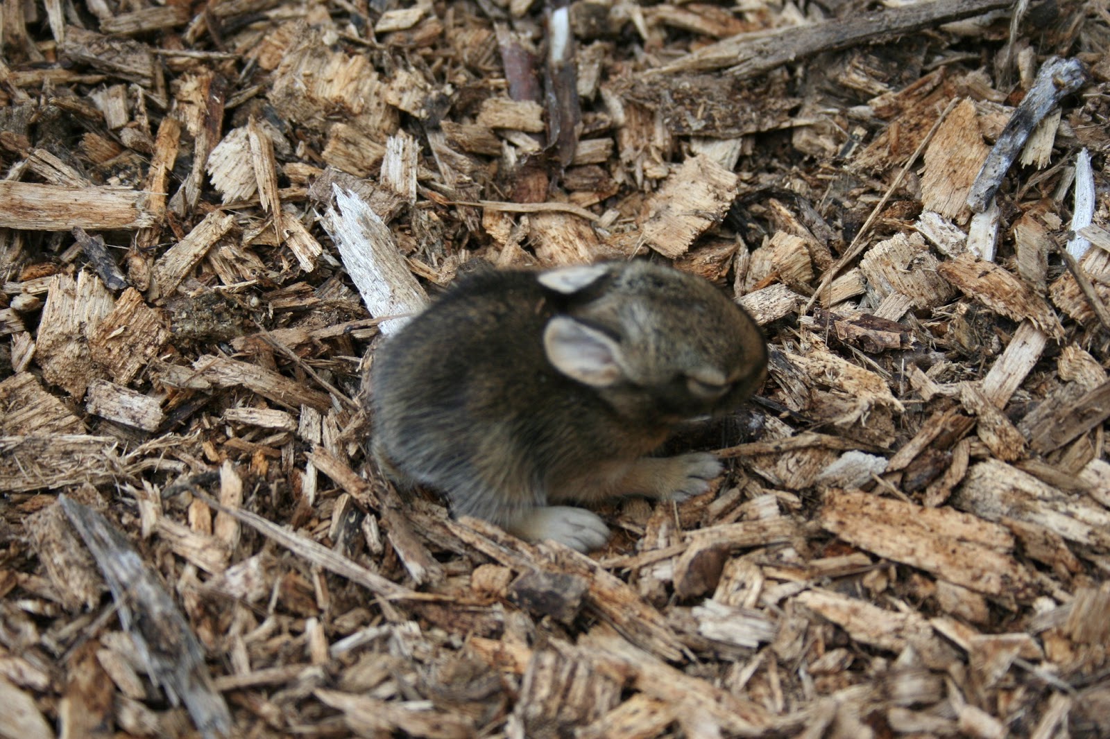 Chicken Scratch Poultry: Chicken Wire Cloches