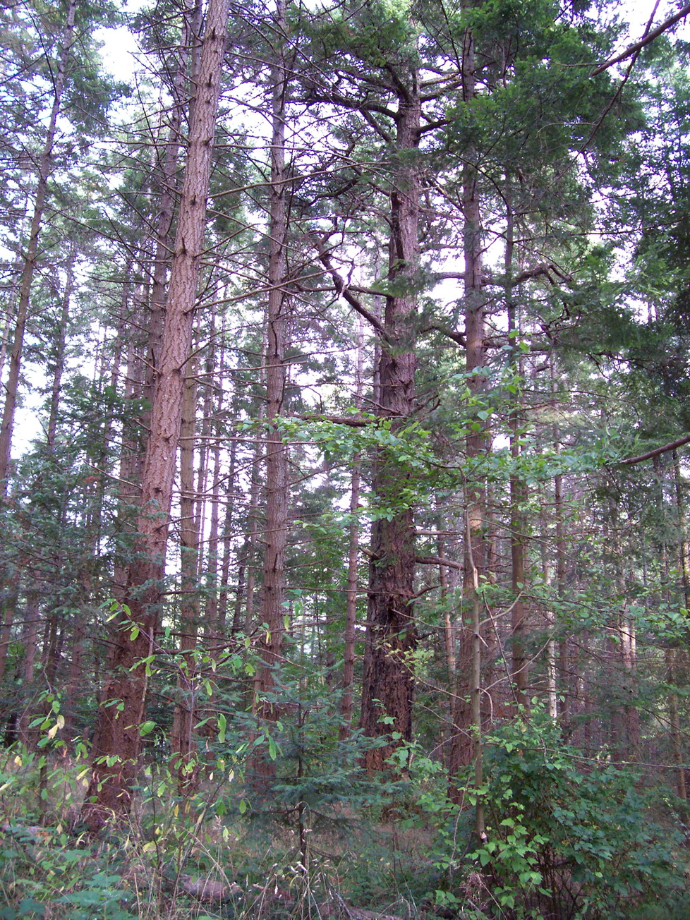 Vancouver Island Big Trees: Devonian Regional Park, Metchosin