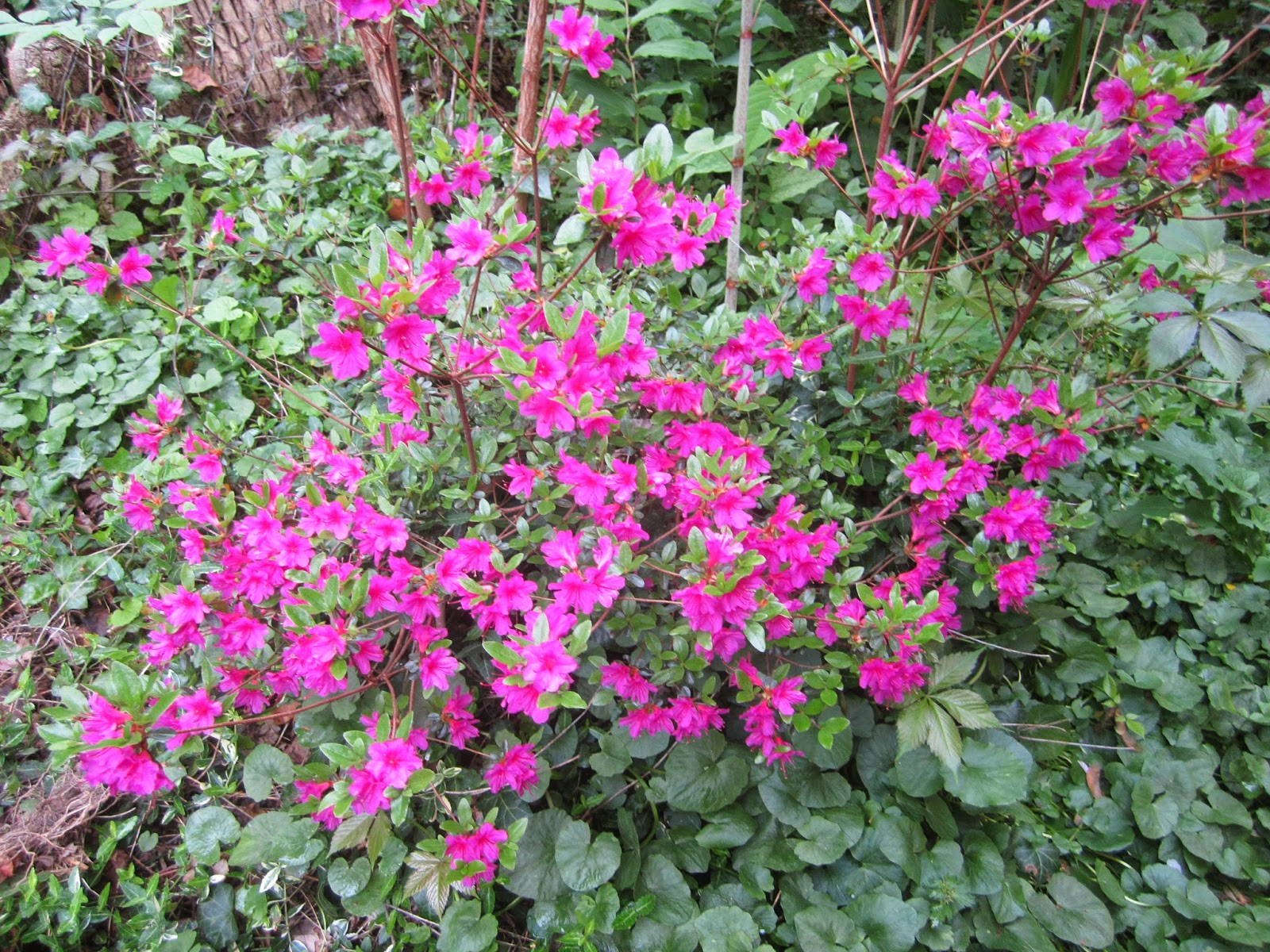 Jarvis House: Pretty in Pink Spring Flowering Shrubs 2014 in the Jarvis ...