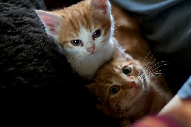 Good Morning Angel.: New Additions ~ A Bundle of Kittens ♥