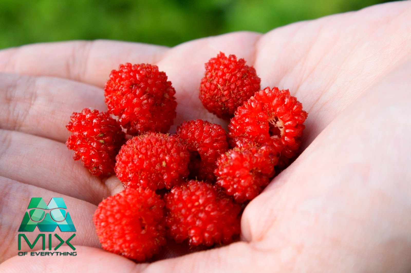 [Travel] Bangkong Kahoy Organic Escape. Dolores Quezon - Blog for Tech ...