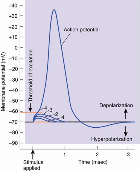 Life After Being A Student - My Mission To Learn: Neuroanatomy