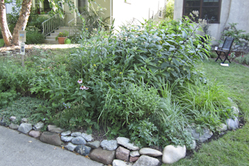 Restoring The Landscape With Native Plants: Rain Gardens