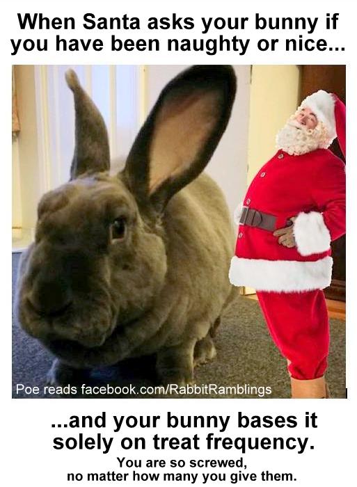 Rabbit Ramblings: Funny Bunny Monday Meme*day