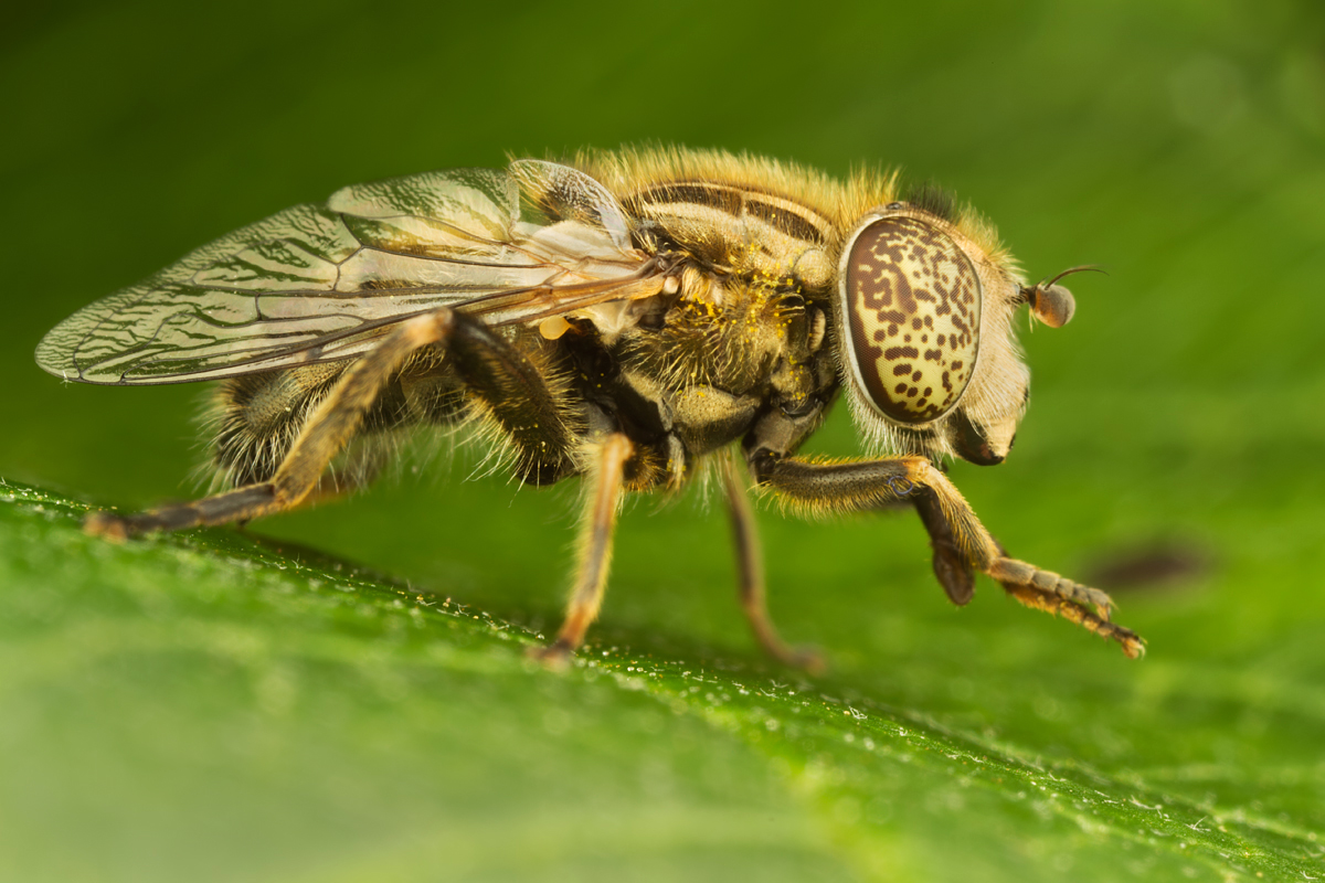 Matt Cole Macro Photography: Insect Macro Photography Hints and Tips