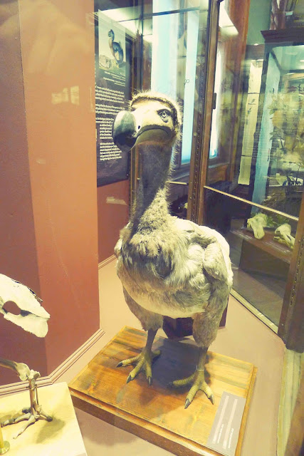 Visiting the Dodo Bird at Vienna's Naturhistorisches Museum