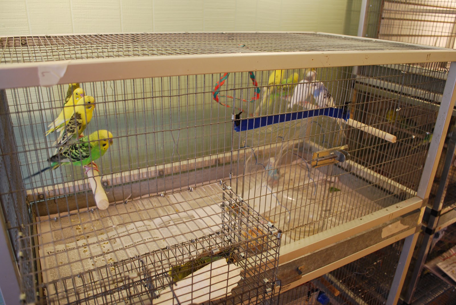 Niles Animal Hospital & Bird Medical Center at Samantha Brabyn blog