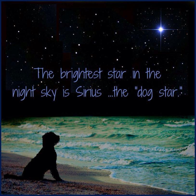 Michelle's Life With Dogs: Sirius, the "dog star"